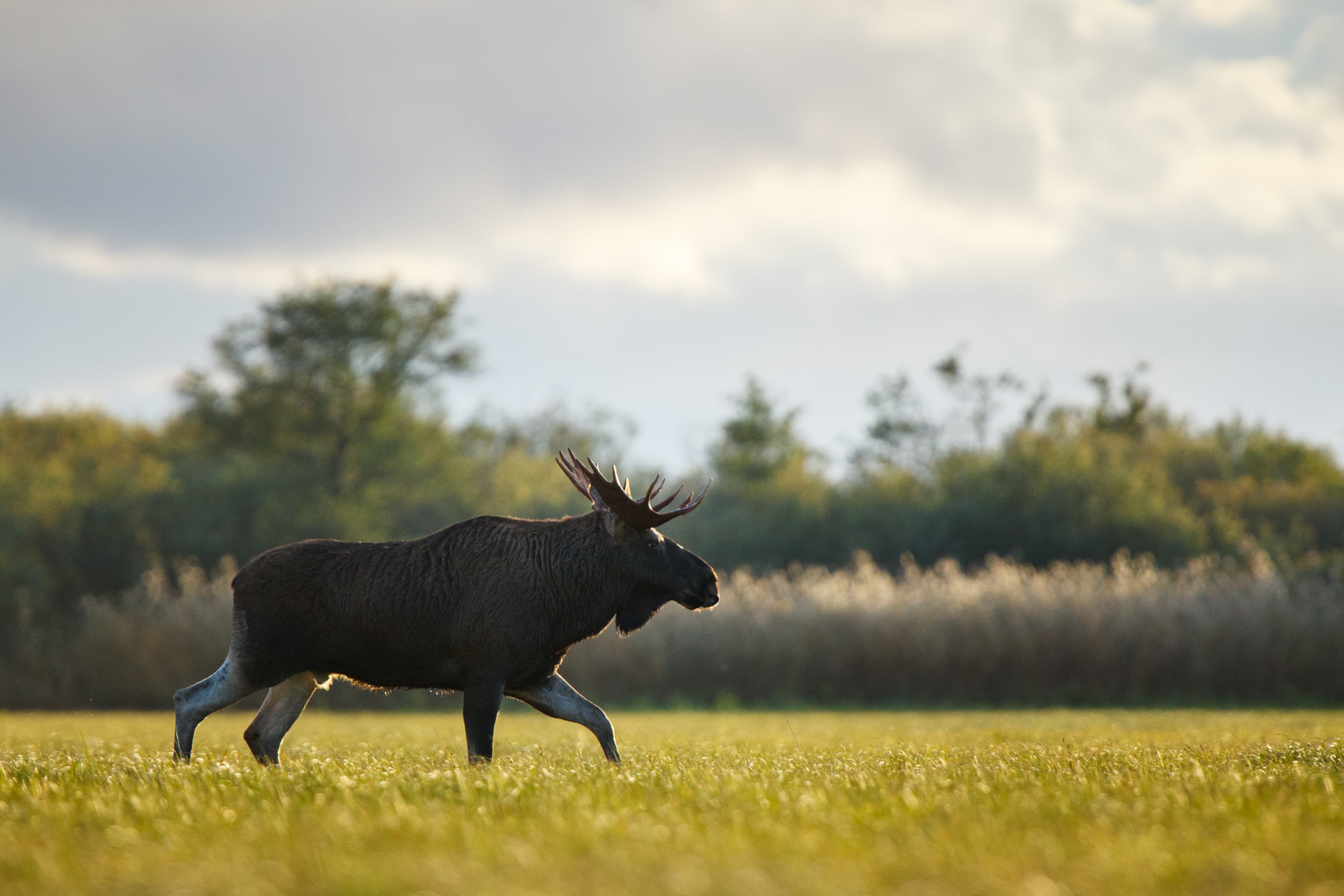 Shot Placement on Moose | Top Q&A