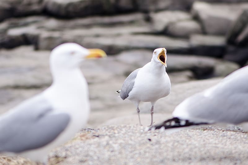 Are Seagulls Protected Birds? (What You Need To Know)