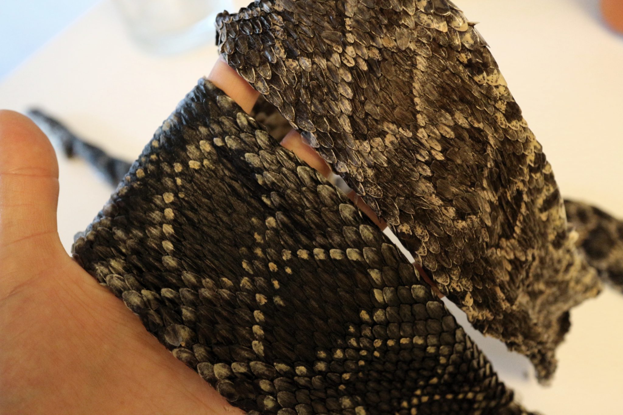 How To Preserve A Rattlesnake Skin
