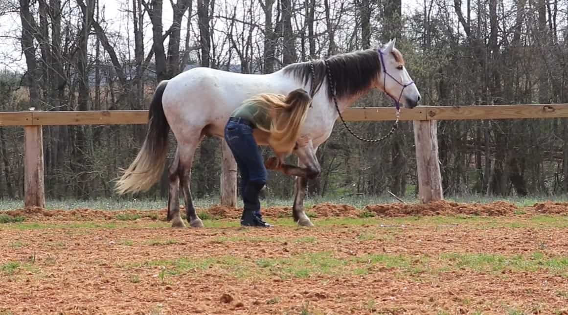 How To Teach Your Horse To Bow