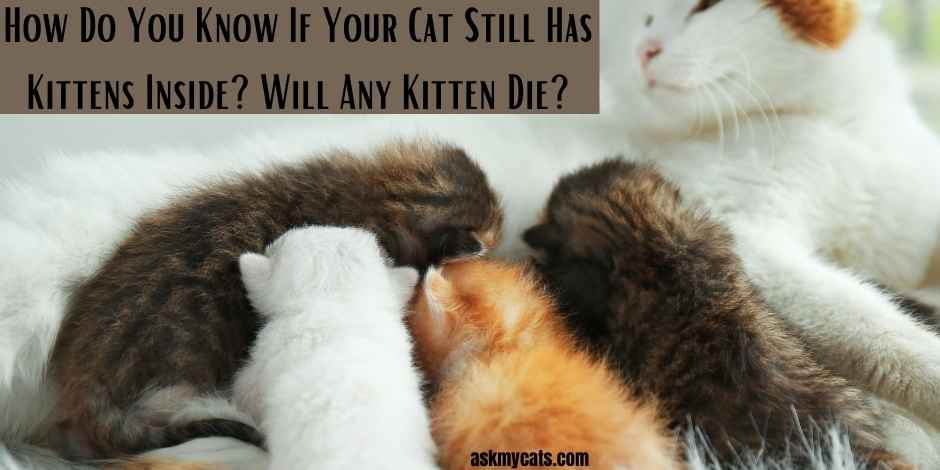 How To Tell If Cat Still Has Kittens Inside