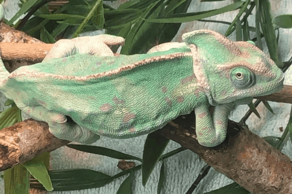 How To Tell If Your Chameleon Is Dying