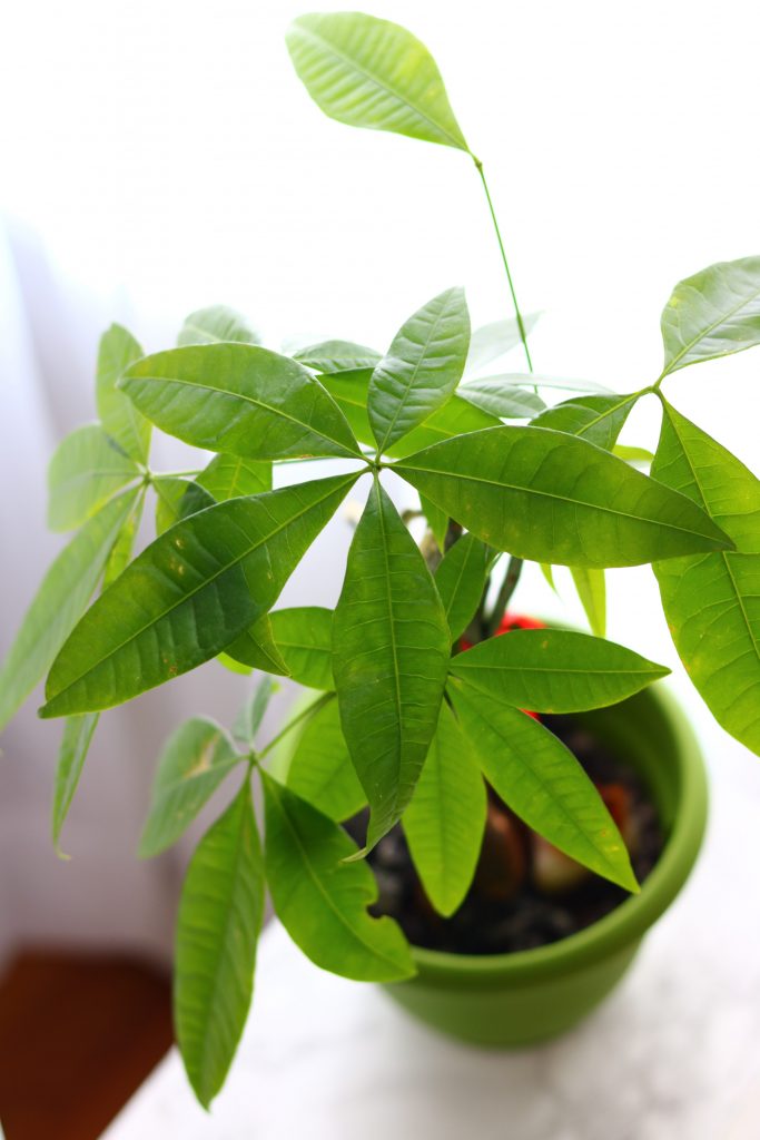 How to use an abundance tree