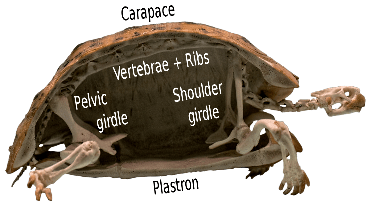 What Does A Turtle Look Like Without A Shell