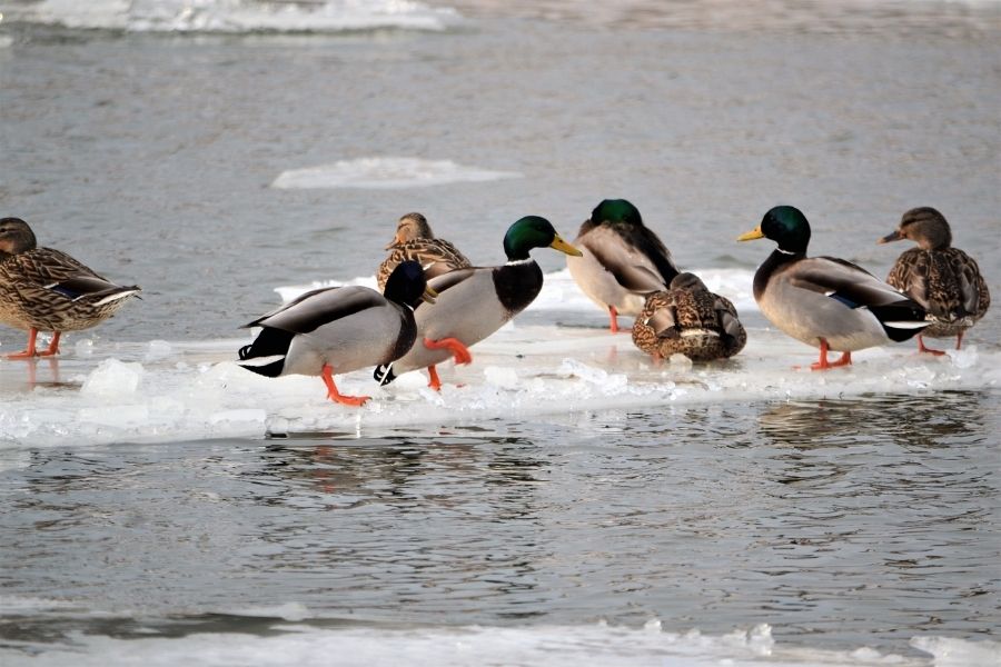 Where do ducks go in winter