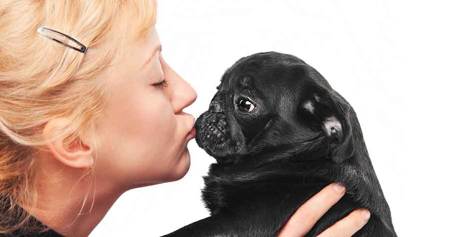 Why Are Pugs So Popular And Why People Love This Breed