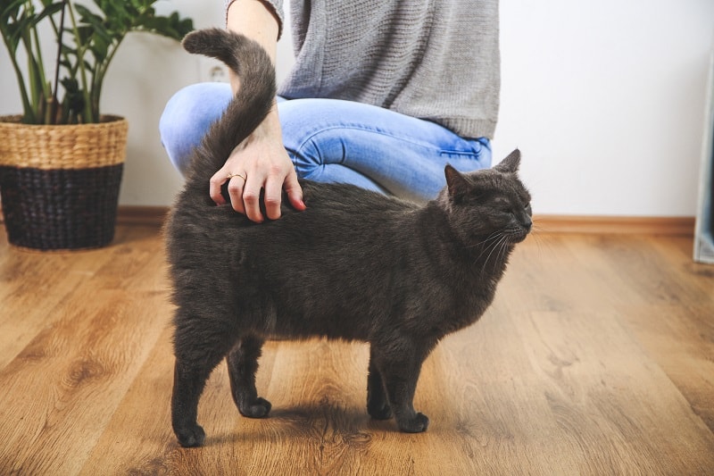 Why Do Cats Raise Their Backs