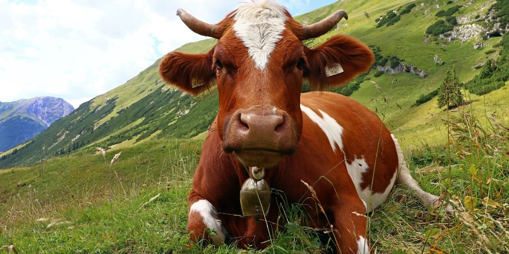 Why Do Cows Wear Bells?