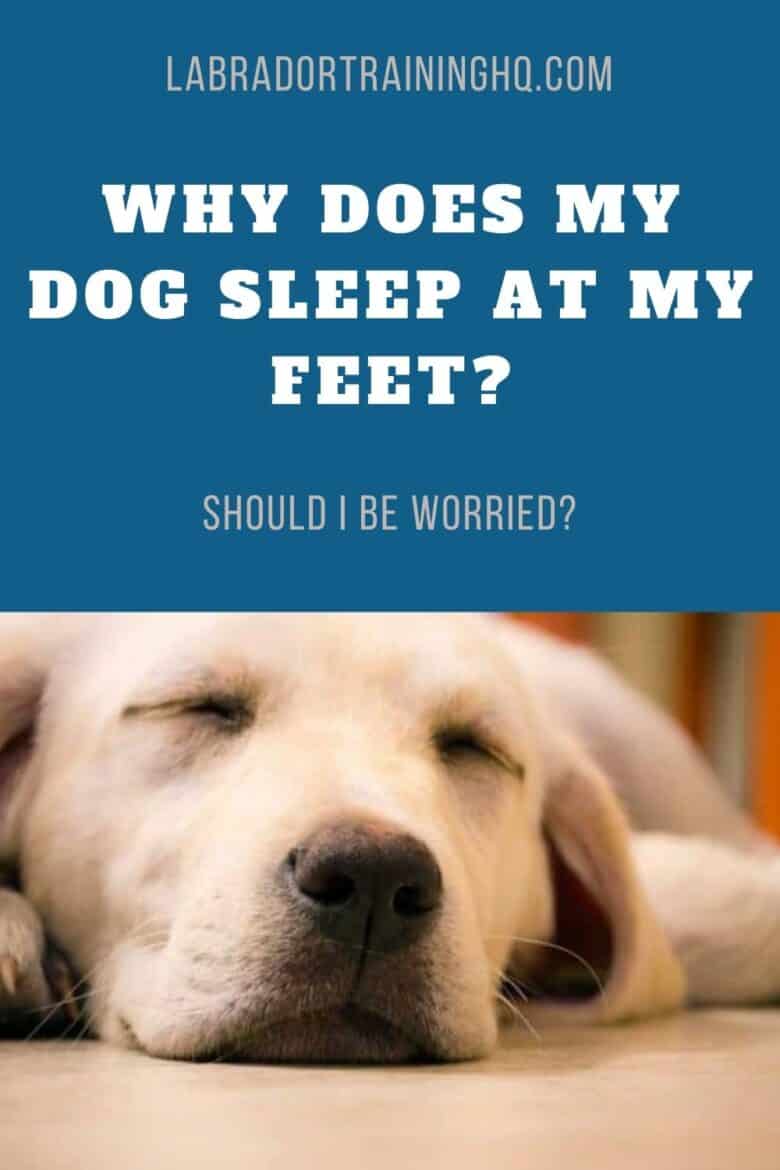 Why Do Dogs Sleep On Your Feet