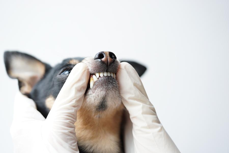 Why Does My Dog’s Teeth Chatter?