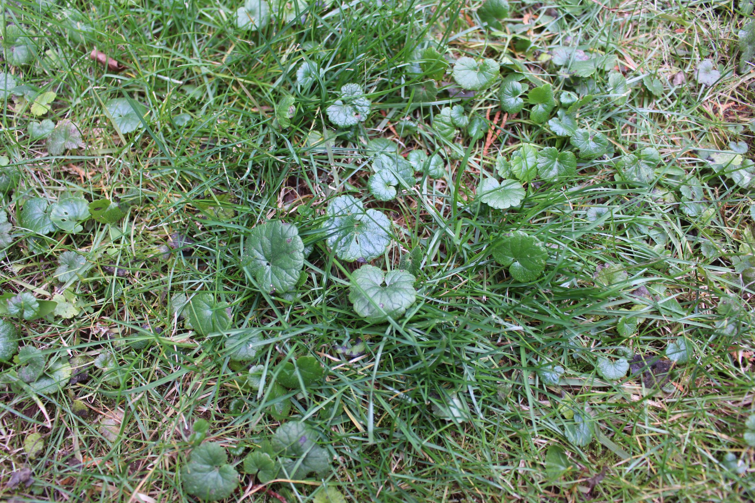 Why Weeds Grow and How to Control Them