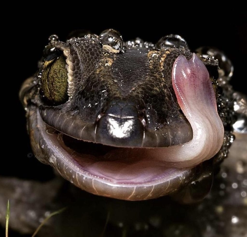 Why do lizards lick their eyes