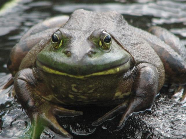 how do frogs & toads spend the winter?