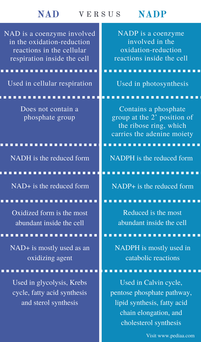what is the difference between nad+ and nadp?