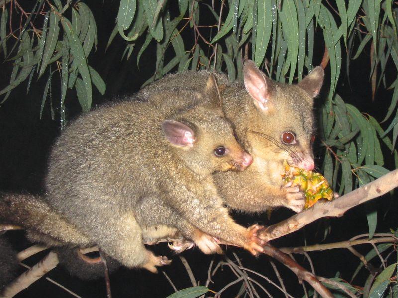 when possums go bump in the night