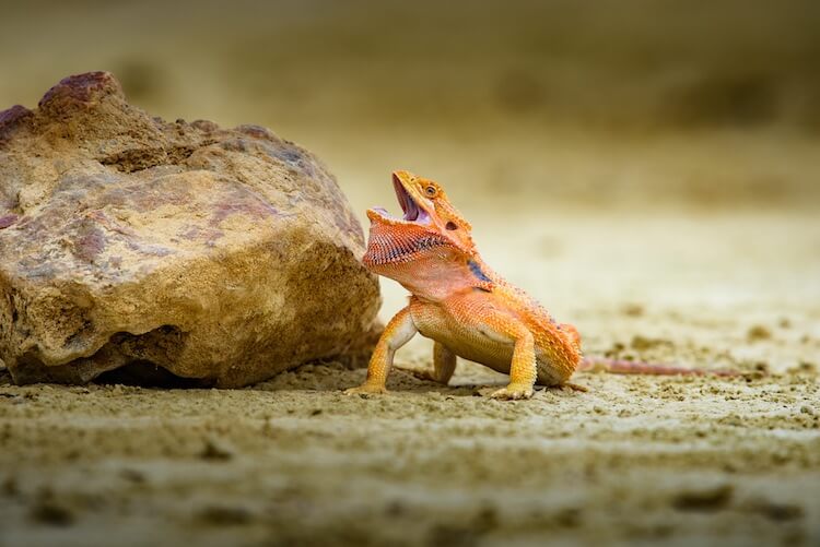 why do bearded dragons bob their heads