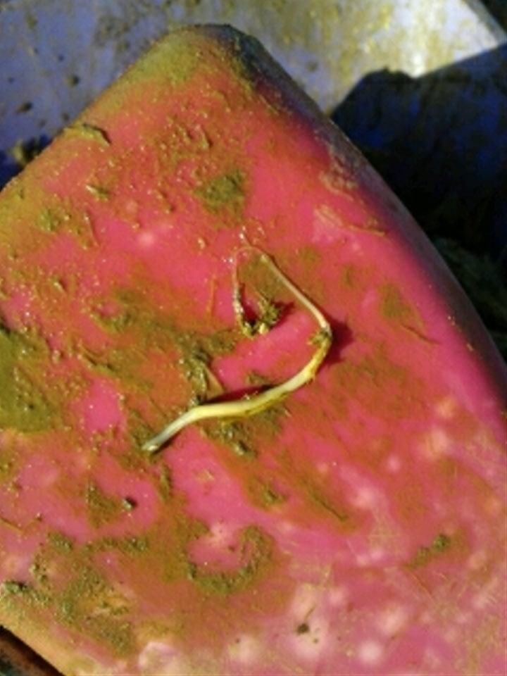 How To Get Rid Of Pinworms In Horses