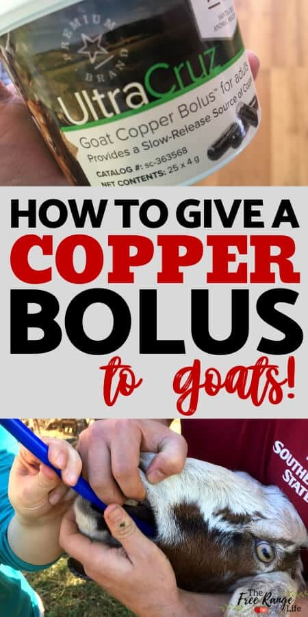 How To Give Copper Bolus To Goats
