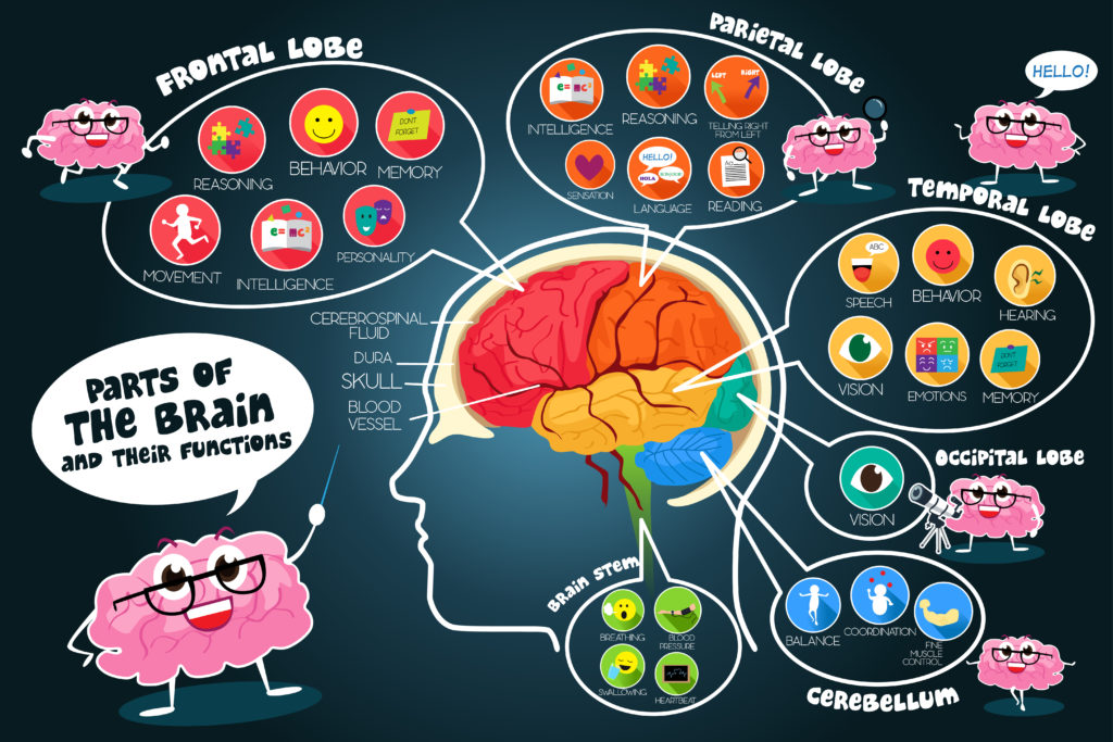 How To Make A Brain Model For School