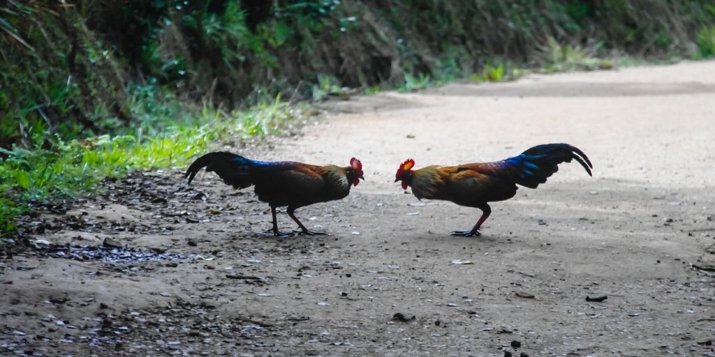 8 Reasons Chickens Fight And What You Can Do About It