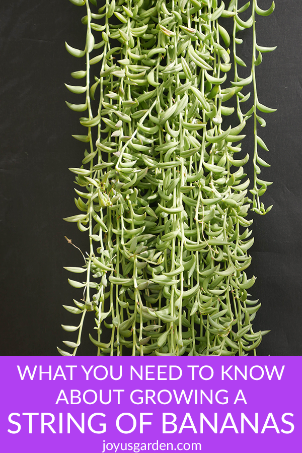 How To Care For String Of Bananas
