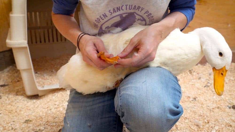 How To Catch A Duck With Bare Hands