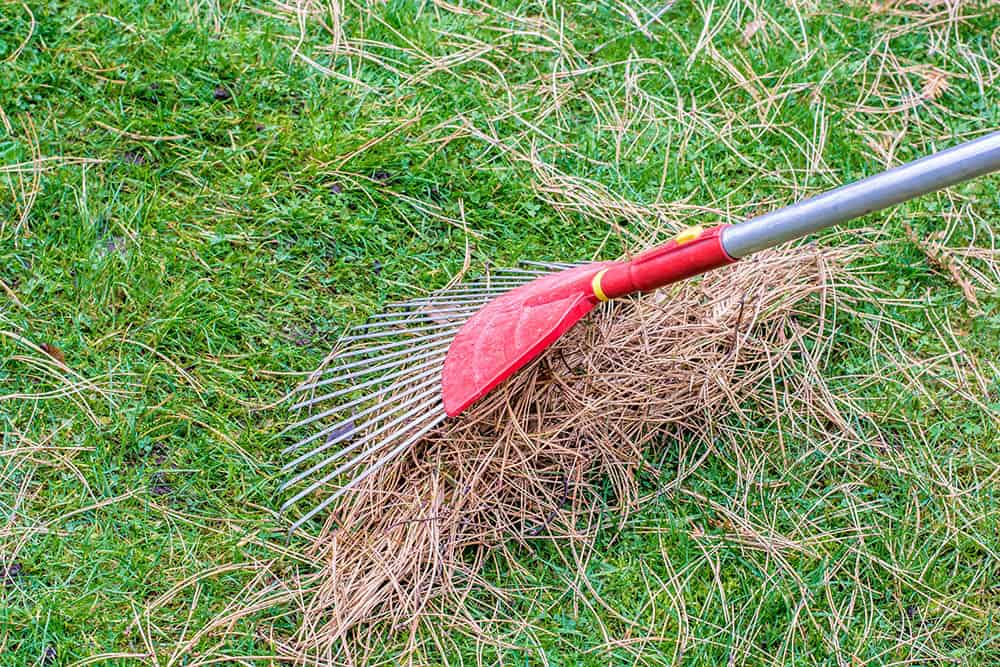 How To Deal With Pine Needles In Yard