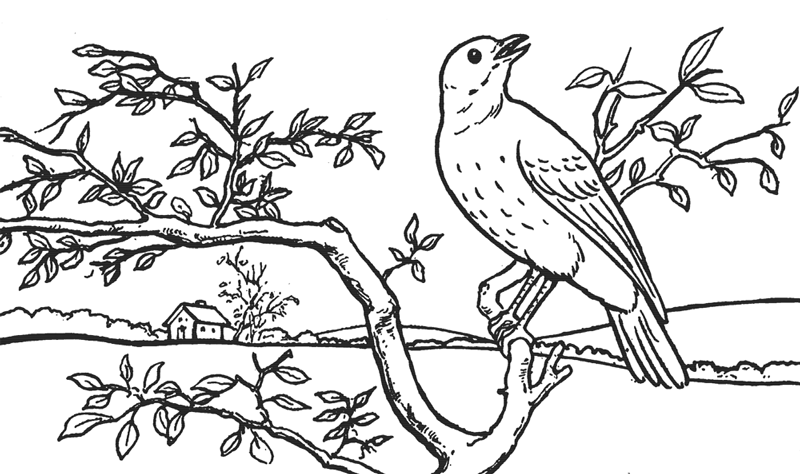 How To Draw A Bird On A Tree Branch