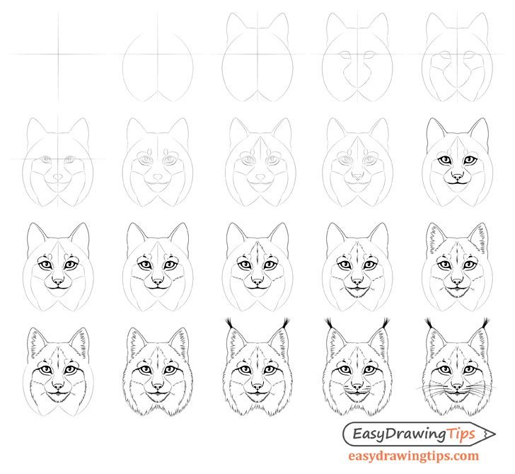 How To Draw A Lynx Face & Head Step By Step